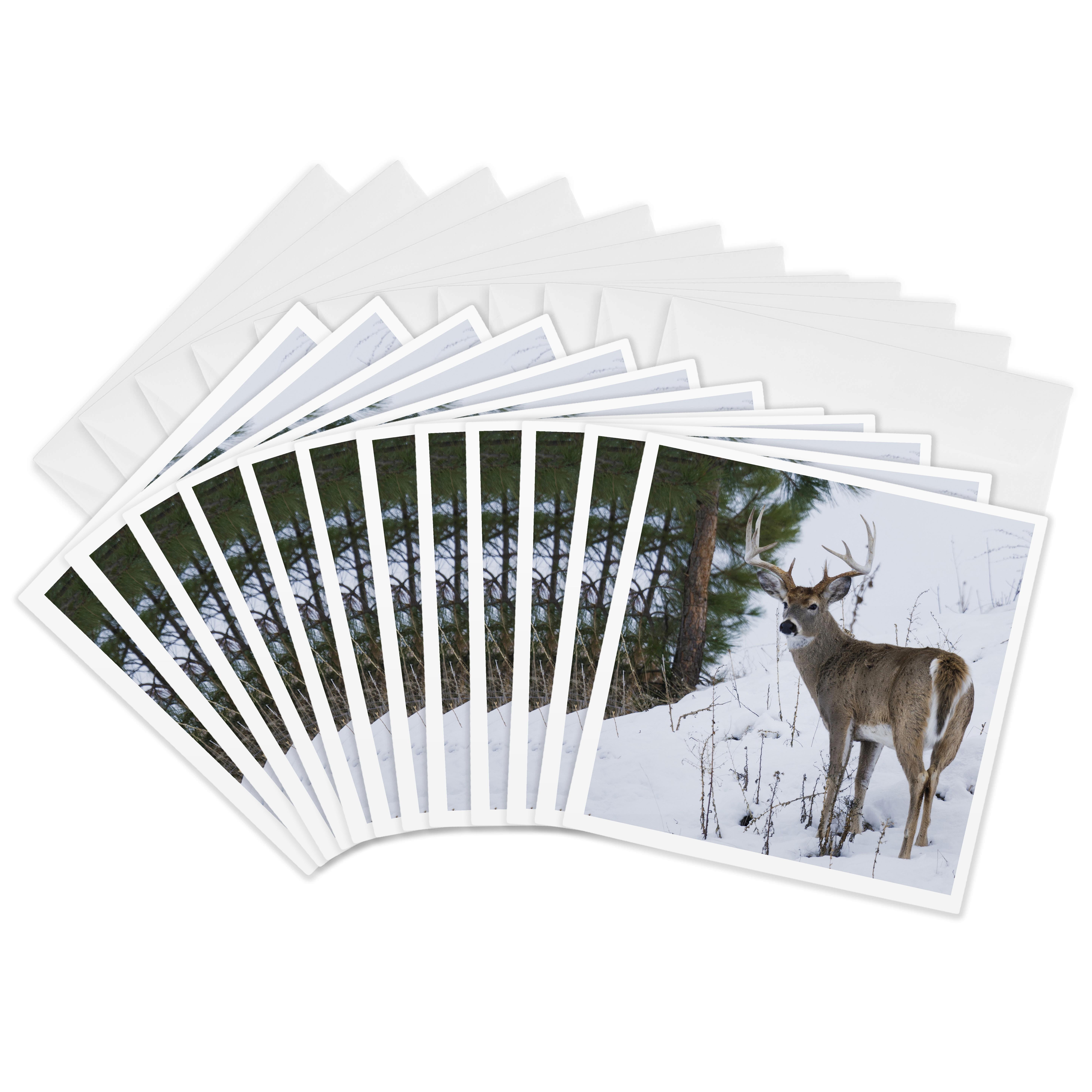 3drose, White-tail Deer Buck, 12 Greeting Cards with Envelopes ...