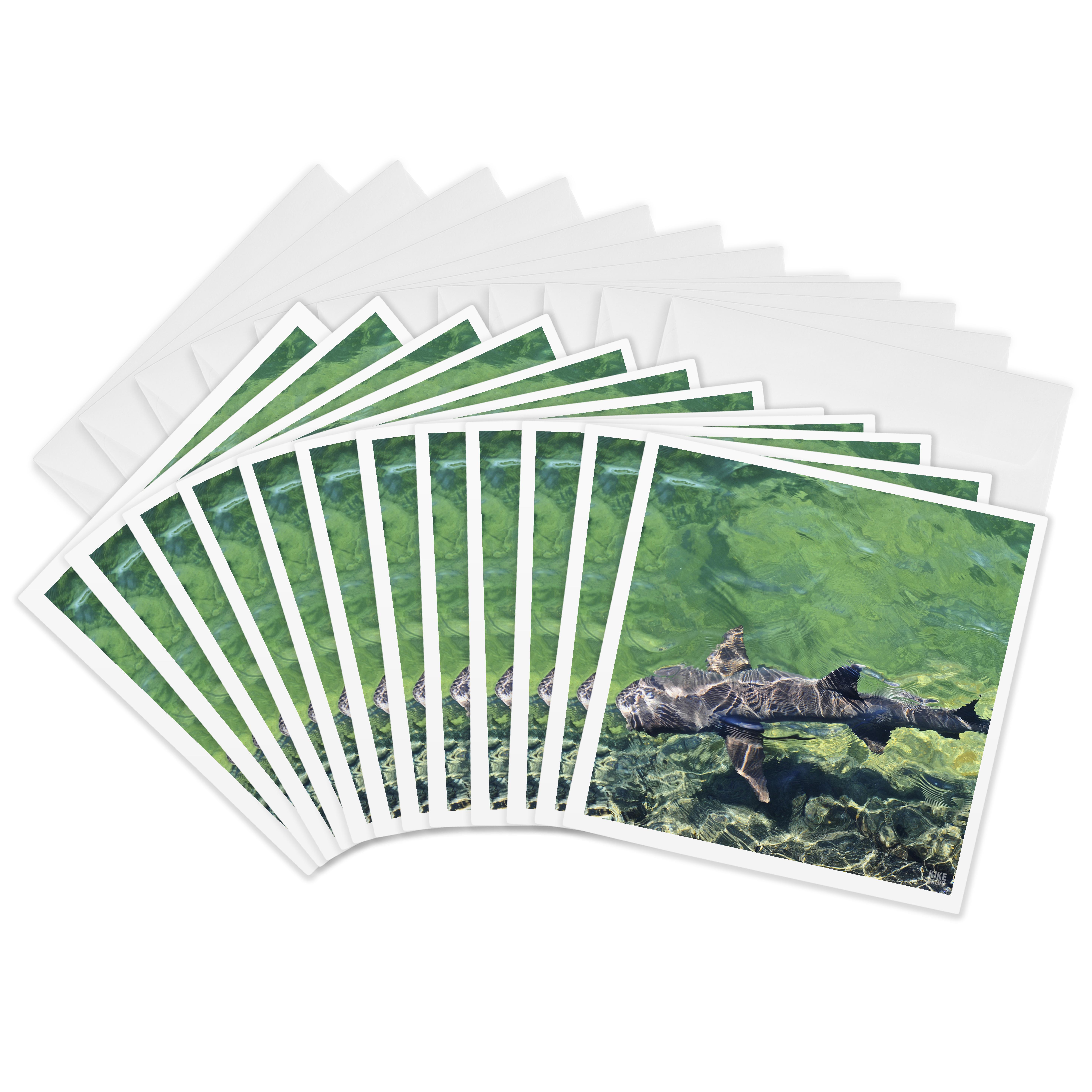3drose, White-tipped Reef Shark,triaenodon Obesus,punta Moreno Isabela ...