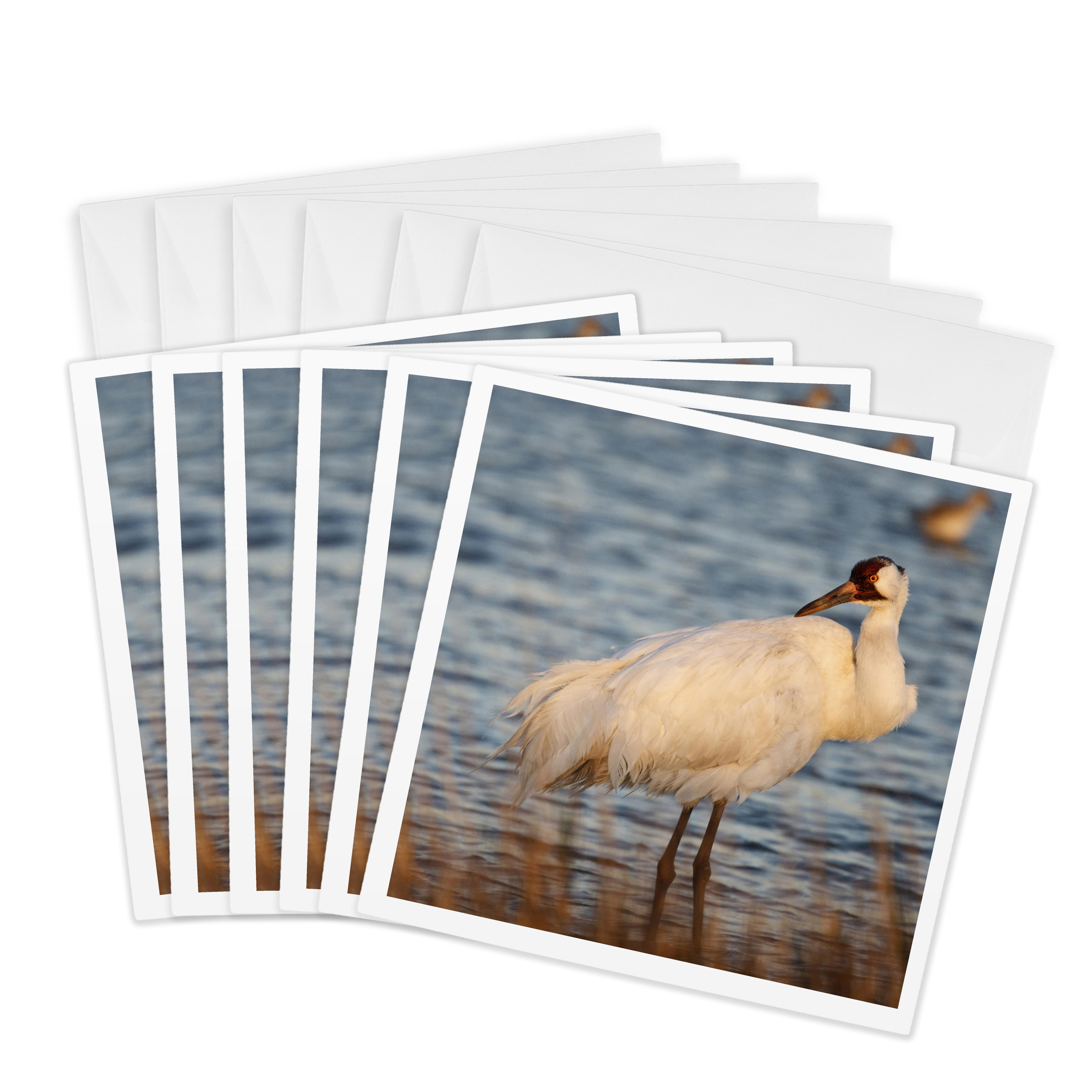 3drose, Whooping Crane Bird, Aransas Refuge, Texas, Usa - Us44 Ldi0696 ...