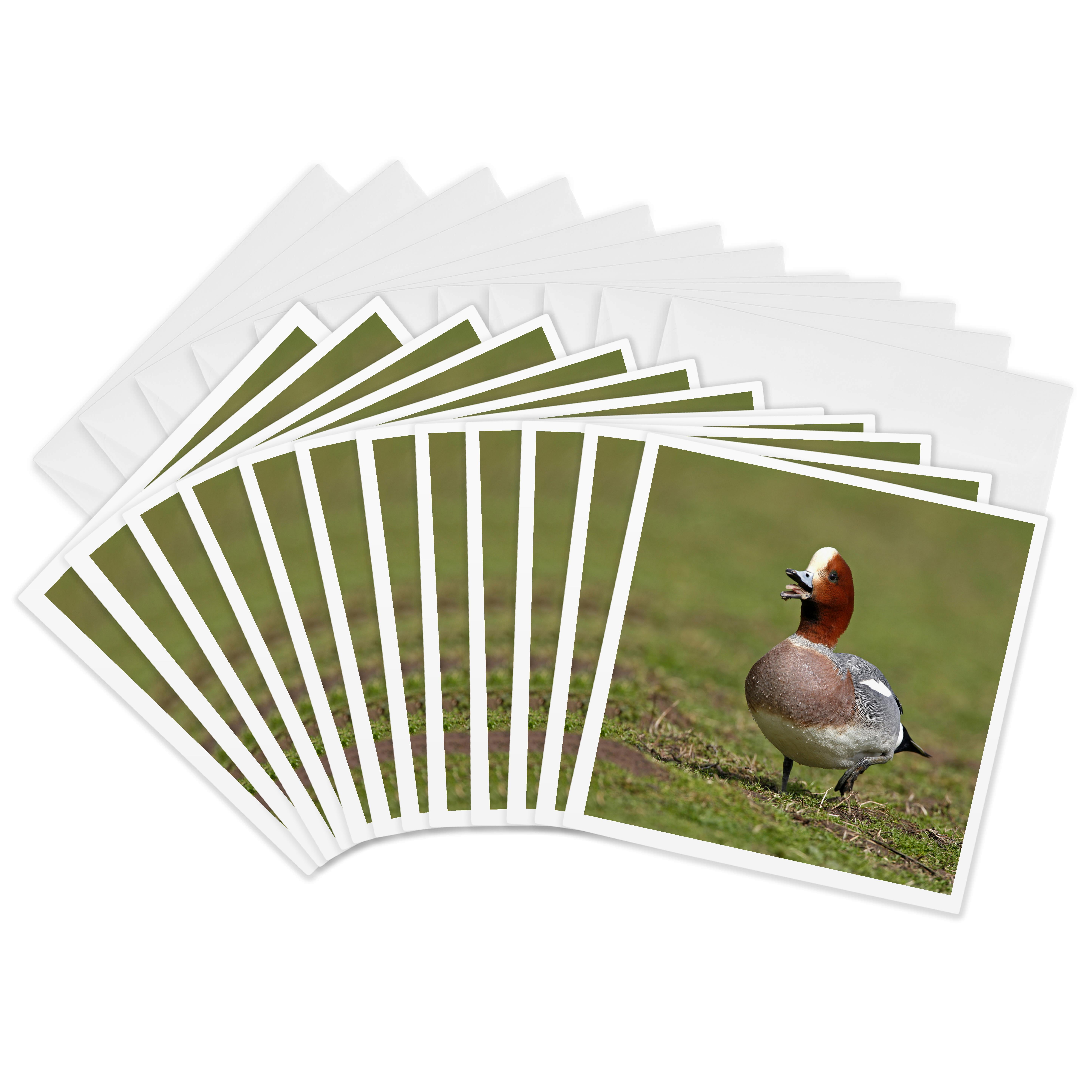3drose, Wigeon Bird Walking on Grass. England, Uk - Eu33 Dsl0073 ...