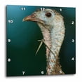 3drose, Wild Turkey Bird, Rio Grande Valley, Texas - Na02 Rnu0305 ...