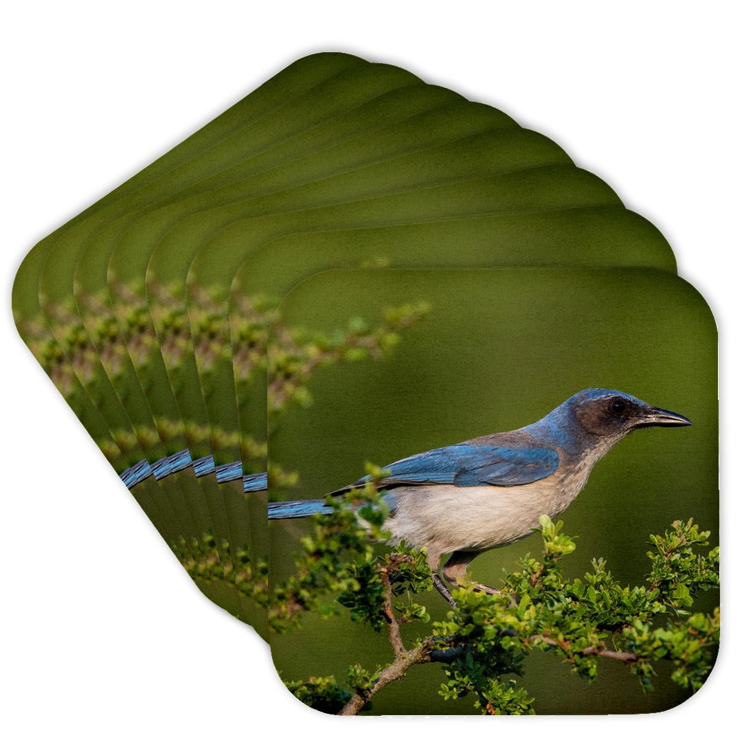 3drose, Woodlouses Scrub Jay, Aphelocoma Woodhouseii, in Texas Scrub ...