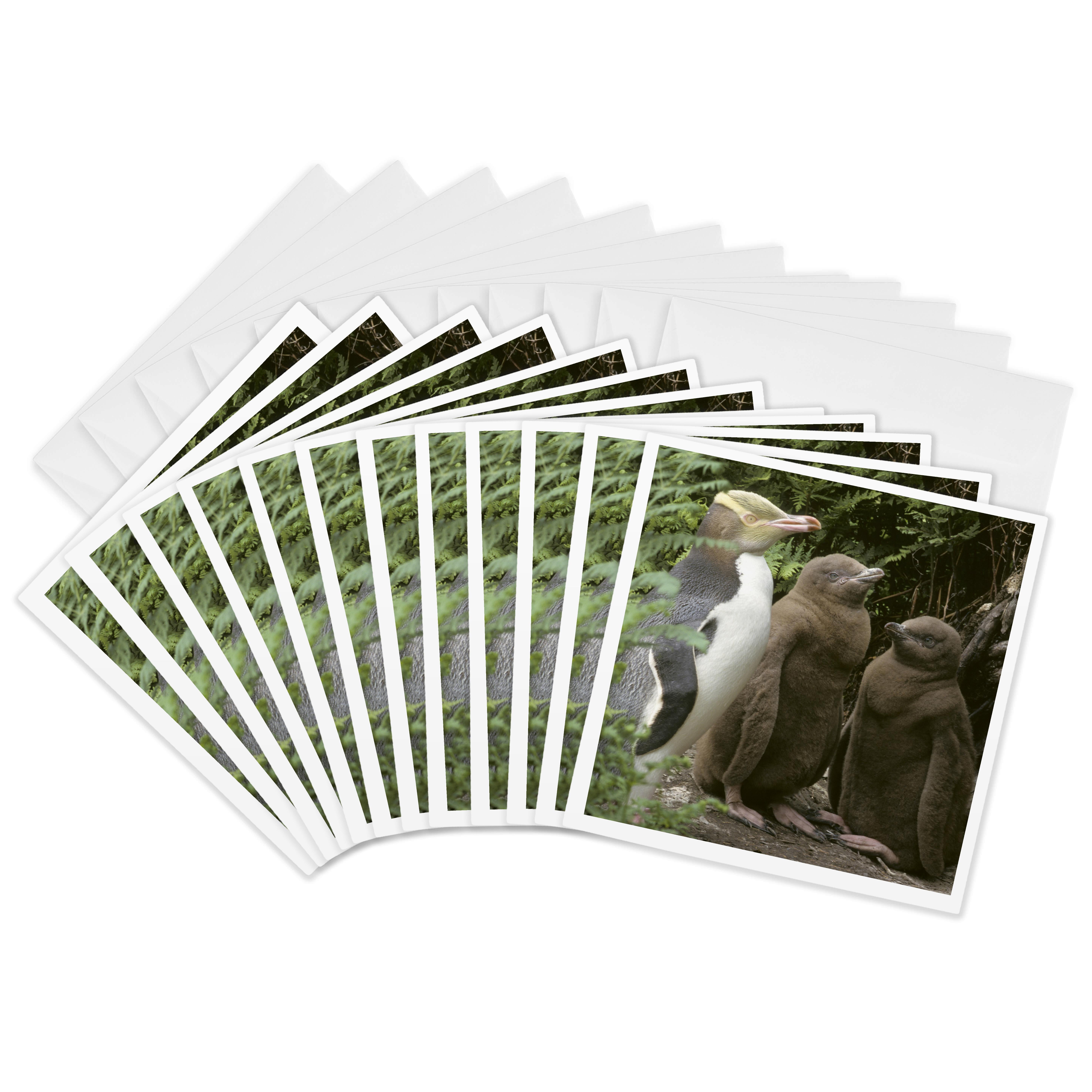 3drose, Yellow-eyed Penguin, New Zealand-au02 Ksc0015 - Kevin Schafer ...