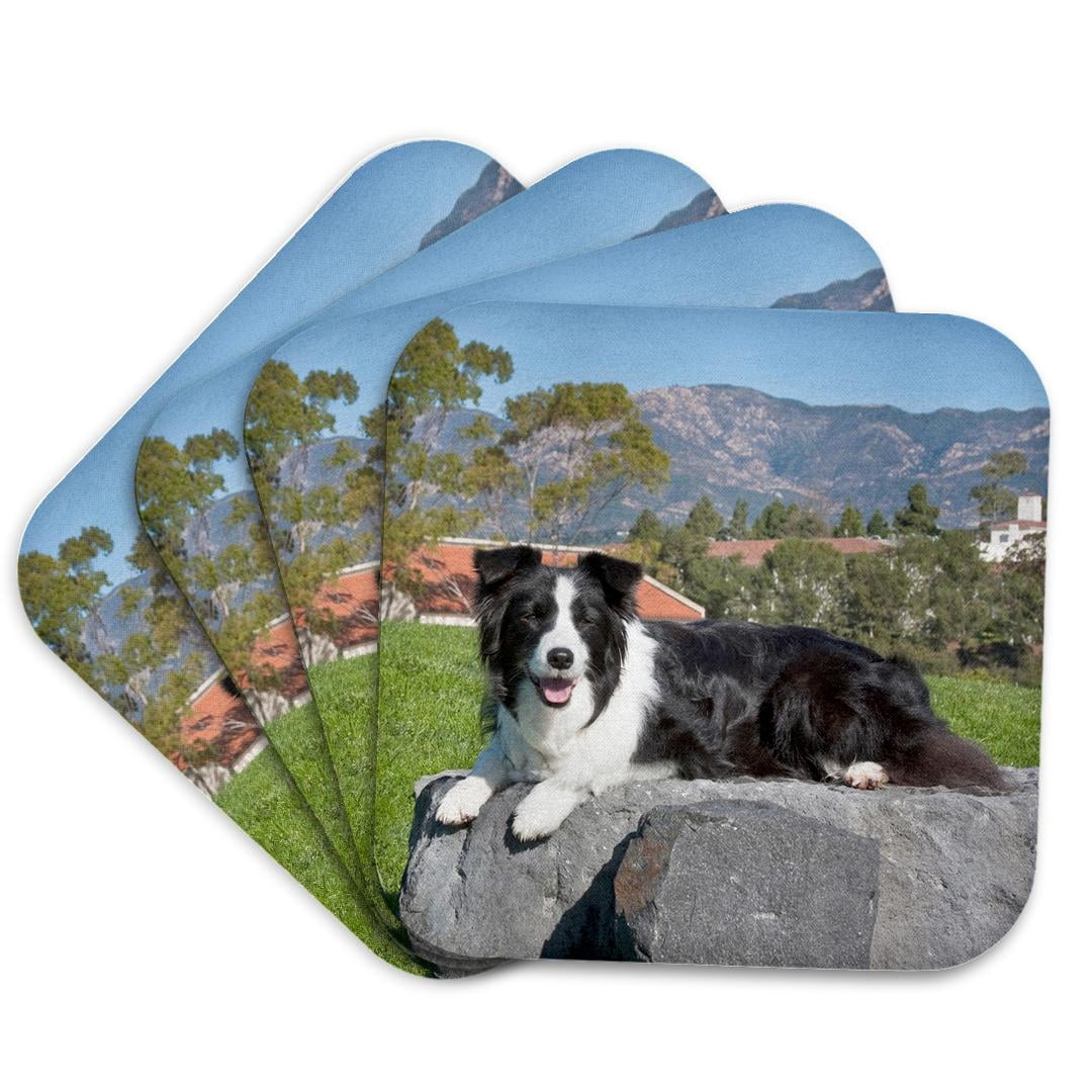 3drose, a Border Collie Dog - Us05 Zmu0140 - Zandria Muench Beraldo ...