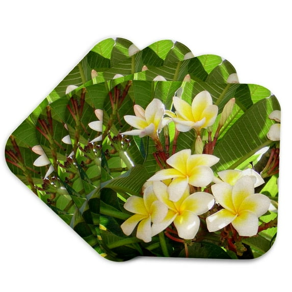 3drose, a Close up of White and Yellow Plumeria Blossom Ona Frangipani ...