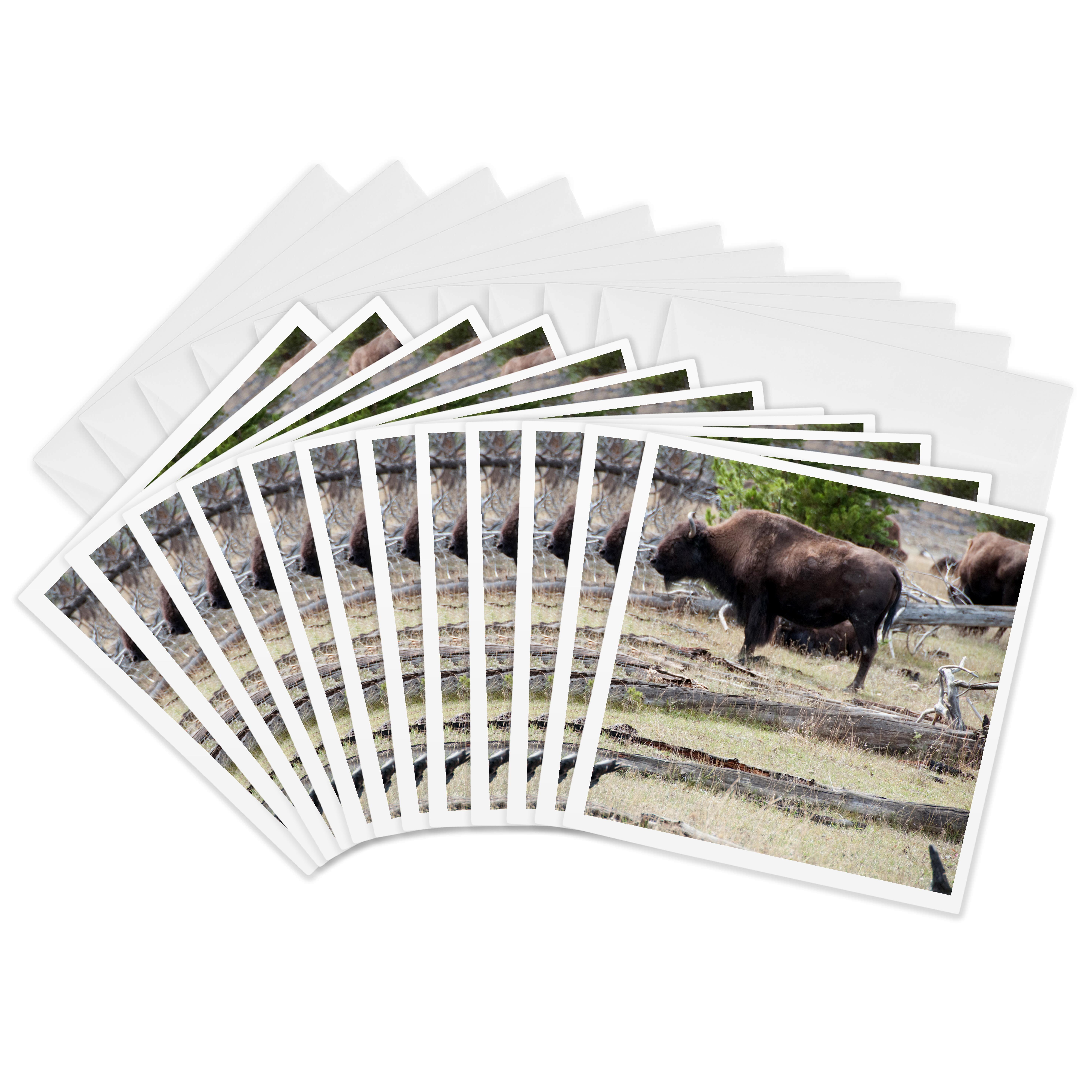 3drose, a Couple of Bison Shot up Close in Yellowstone Park in Fall, 12 ...