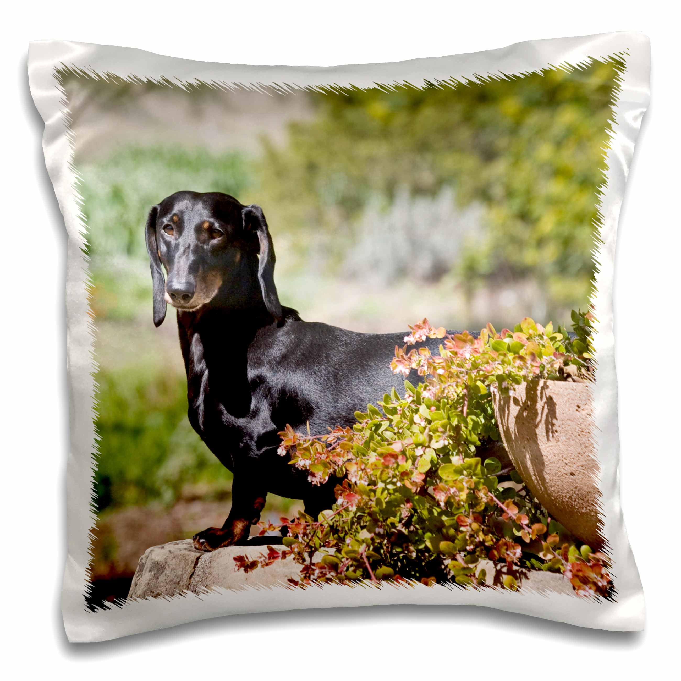 3drose, a Dachshund Dog in a Garden - Us05 Zmu0295 - Zandria Muench ...