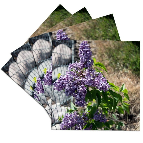 3drose, a Flowering Lilac Bush Near a Chain Link Fence in Purple, Set ...