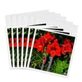 3drose, a Group of Beautiful Deep Red Amaryllis Flowers, 6 Greeting ...