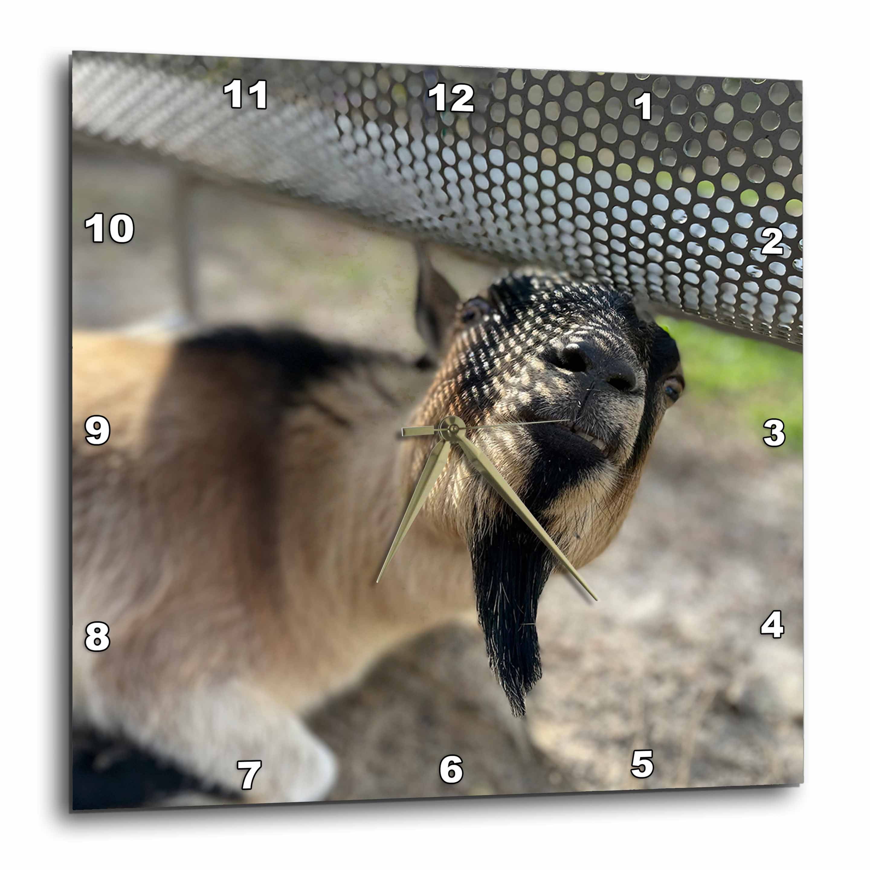 3drose, a Photograph of a Grumpy Goat Hanging Out under a Bench., 15x15 ...