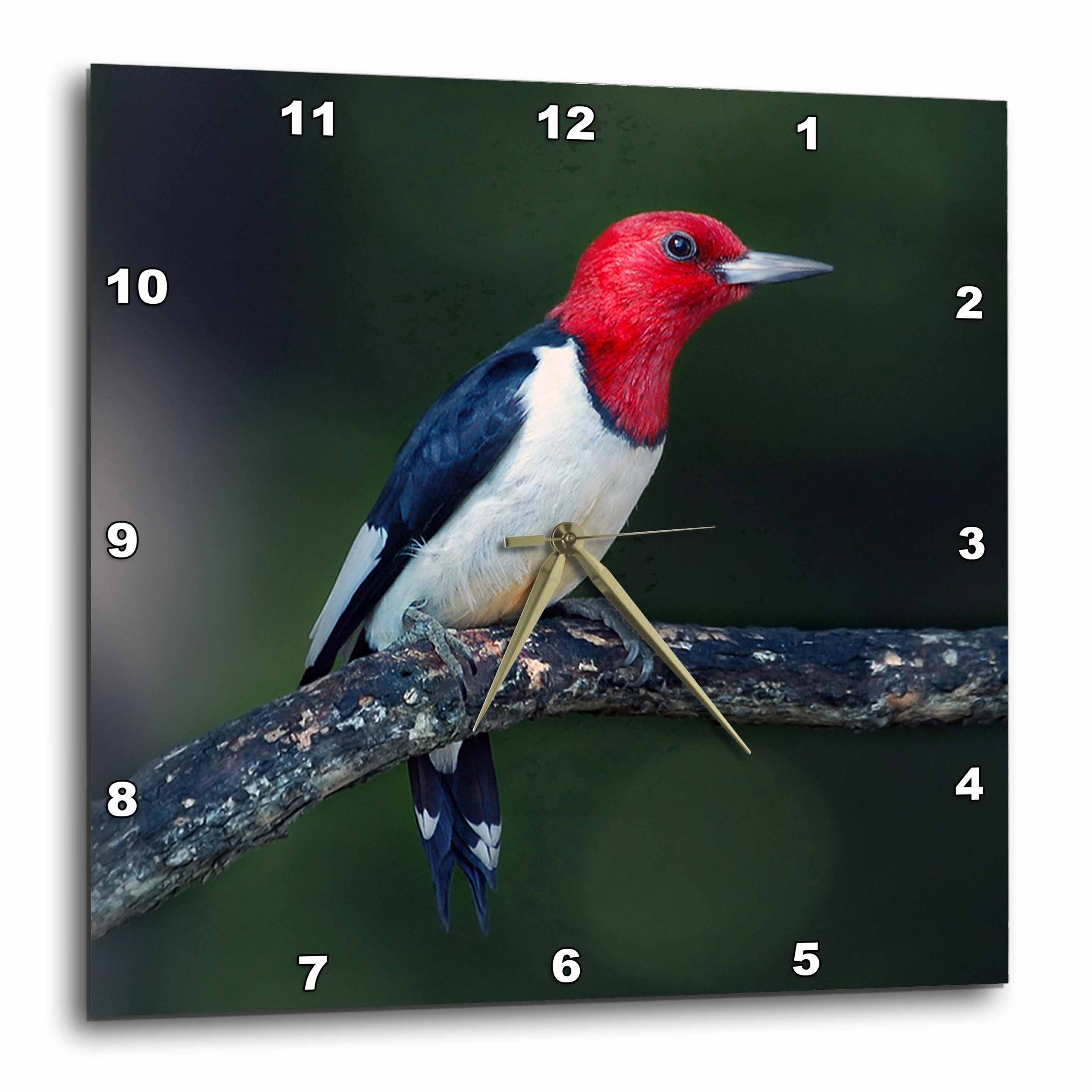 3drose, a Red-headed Woodpecker on the Branch of a Tree Posing for the ...