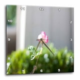 3drose, a Small Pink and White Rose Shot Close up with a Large Aperture ...