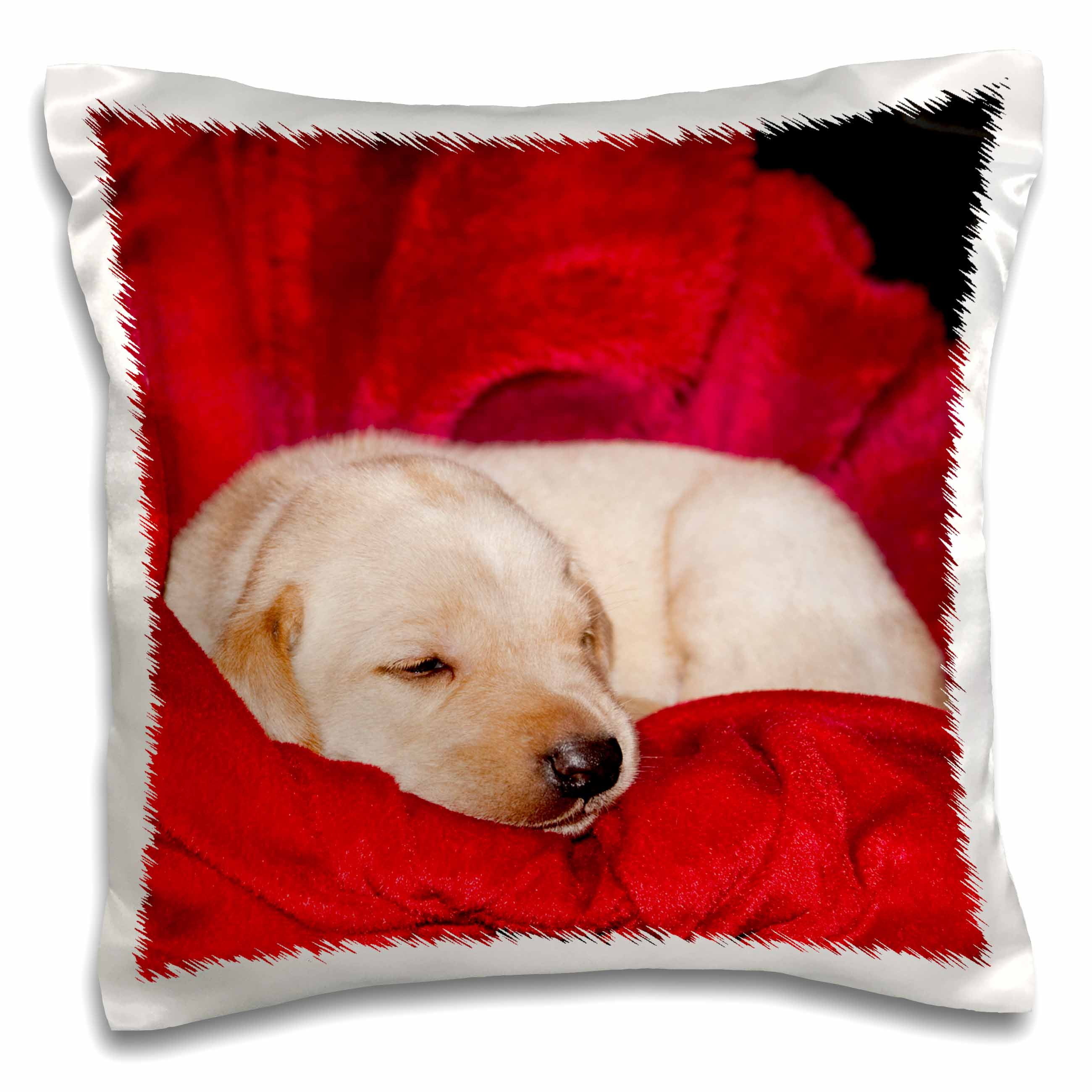 3drose, a Yellow Labrador Retriever Dog - Na02 Zmu0127 - Zandria Muench ...