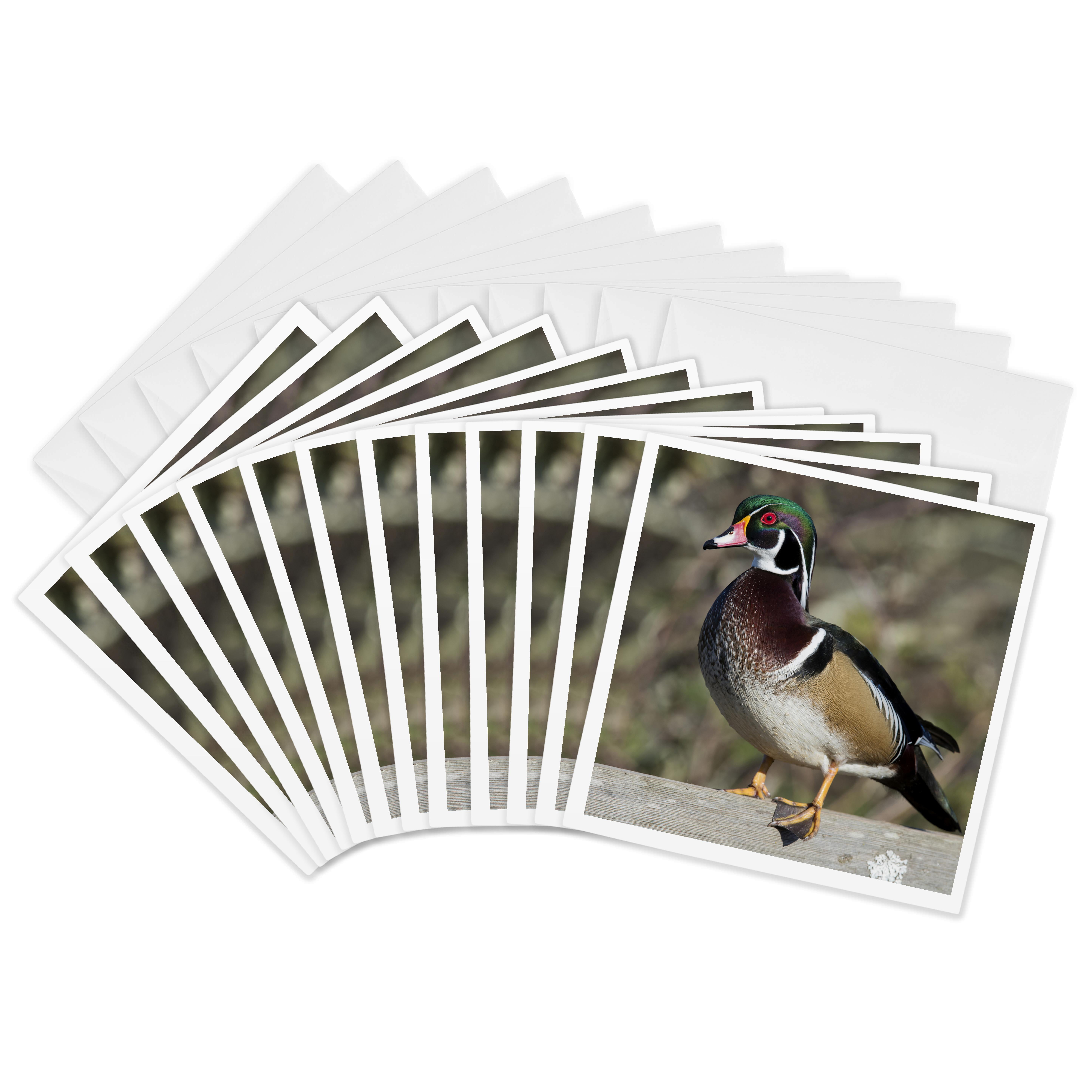 3drose, the Wood Duck or Carolina Duck, a Species of Perching Duck., 12 ...