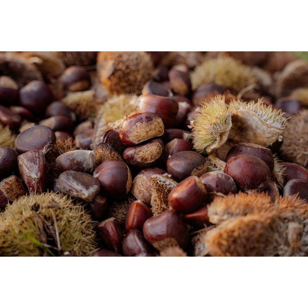 Expert Gardener Dunstan Chestnut Live Plants - Walmart Business Supplies