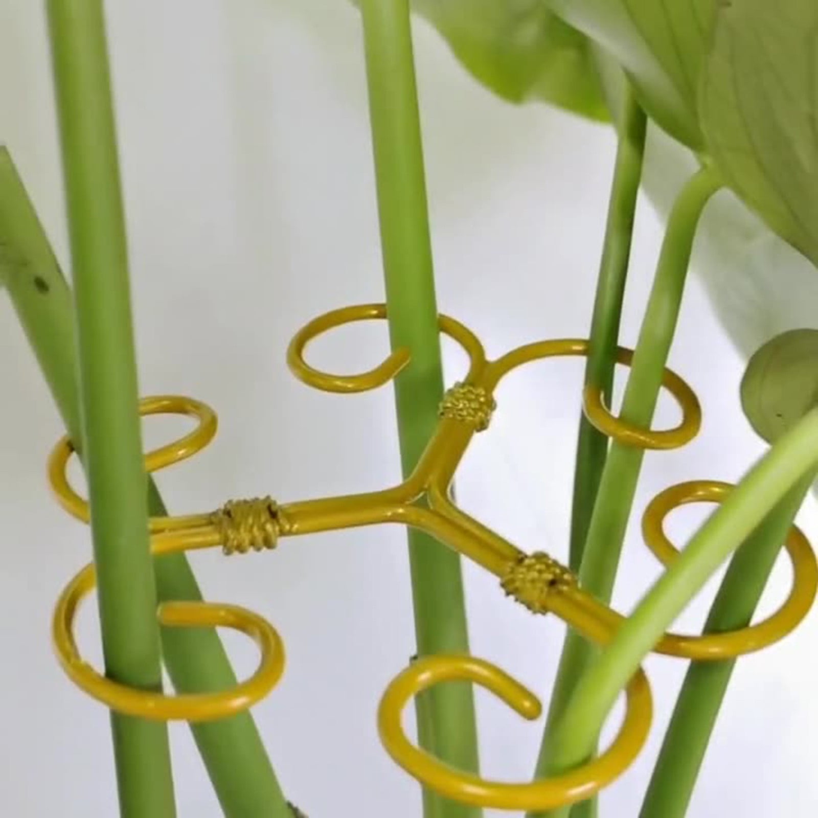 3pc Climbing Houseplant Stem Supports Climbers Stem Holders Reusable ...