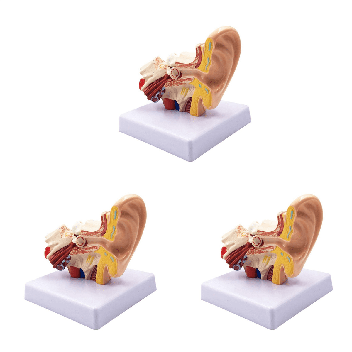 3pcs 1.5X Human Ear Anatomy Model - Professional Desktop Inner ...