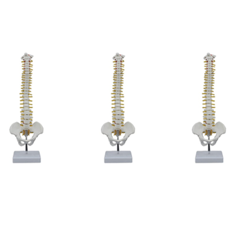 3pcs 45CM Human Spine with Pelvic Model Human Anatomical Anatomy Spine ...