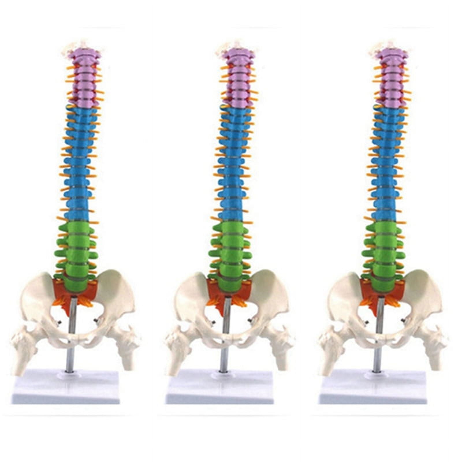 3pcs 45cm with Pelvic Human Anatomical Anatomy Spine Spinal Column ...