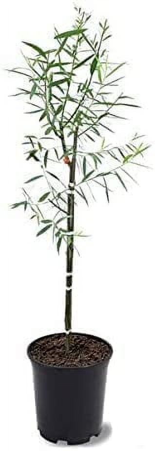 4-5 Foot Tall Hybrid Willow Trees - Ready to Plant - Live Plant ...