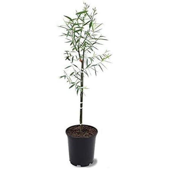 4-5 Foot Tall Hybrid Willow Trees - Ready to Plant - Live Plant ...