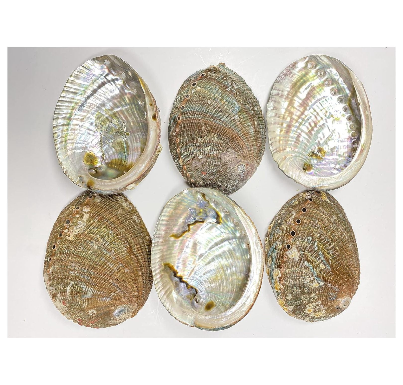4-5" Green Abalone Sea Shell Comes 6 in The Box. These are Used in Sage ...