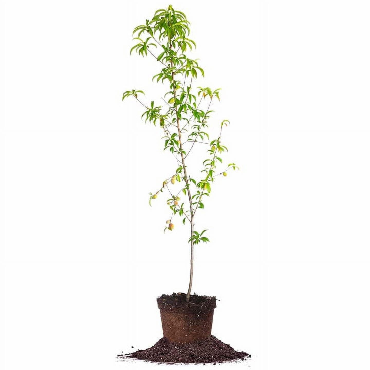 4-5 ft Belle Of Georgia Peach Tree - Sweet Fruit - Freestone Variety ...