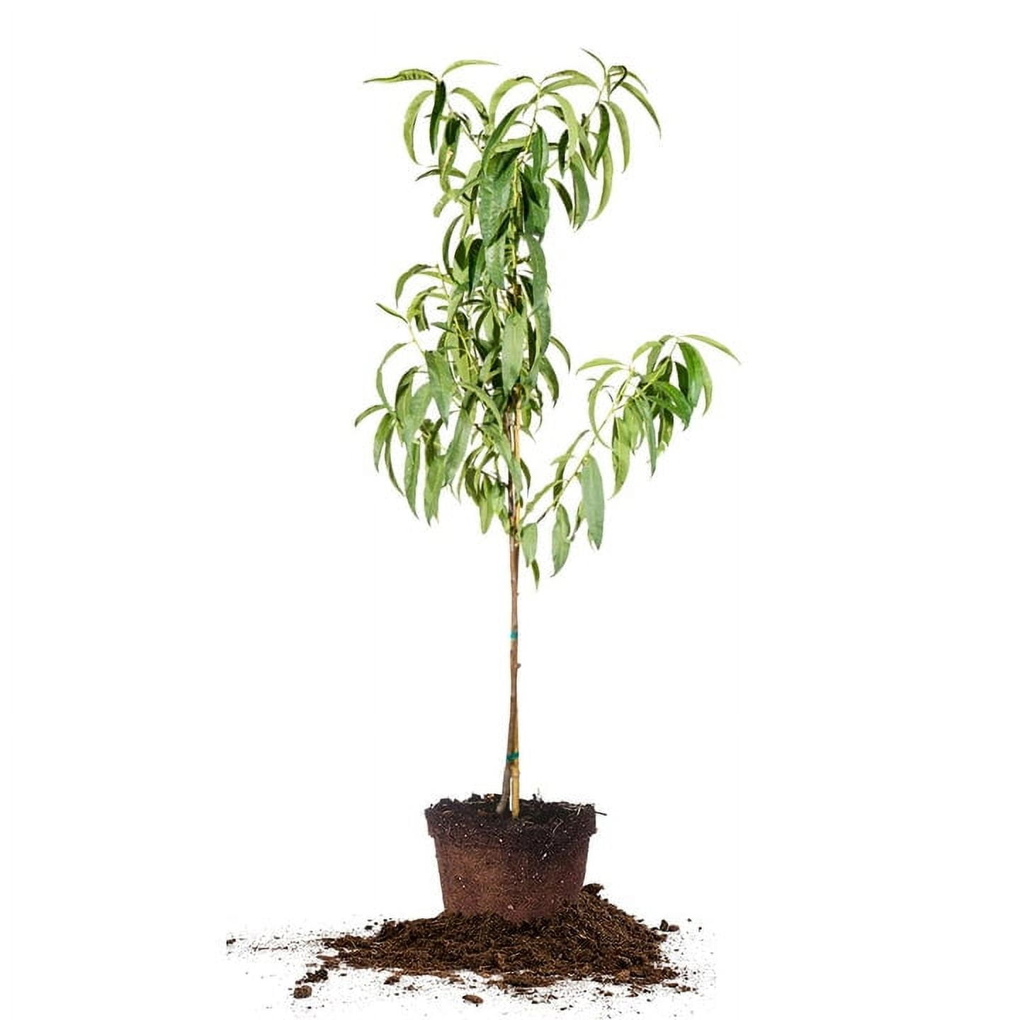 4-5 ft Early Elberta Peach Tree - Delicious Fruit - Low Maintenance ...