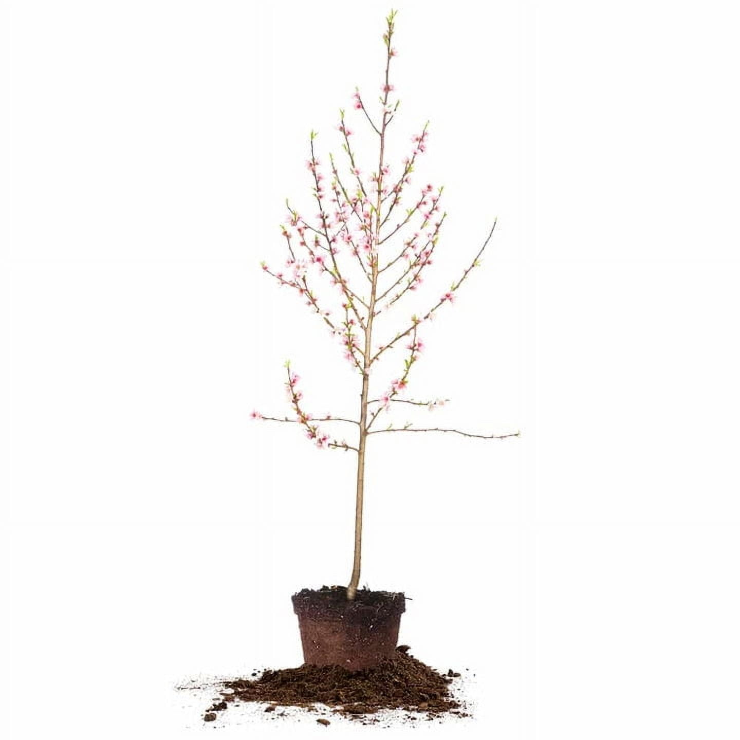 4-5 ft Snowbrite White Peach Tree - Sweet Fruit - Freestone Peaches ...
