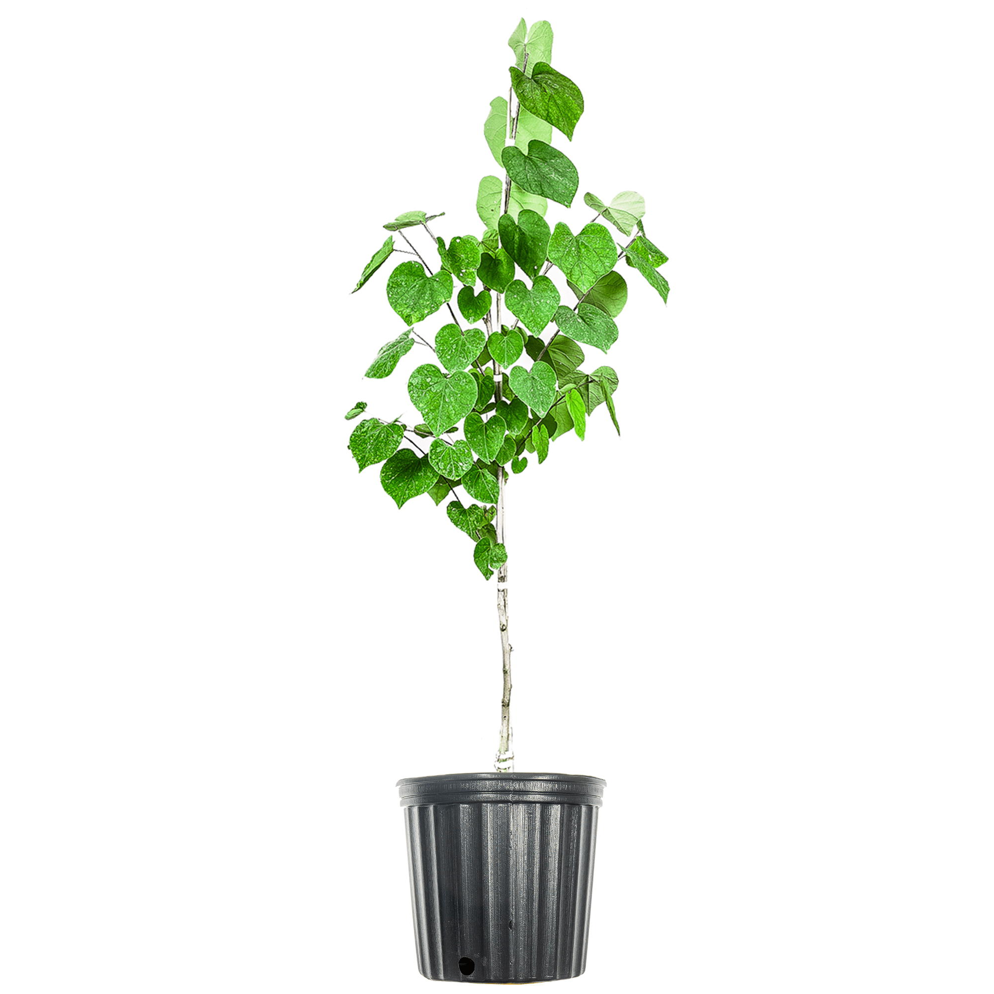 4-5ft Eastern Redbud Tree - Early Blooms - Showy Flowers - Walmart.com