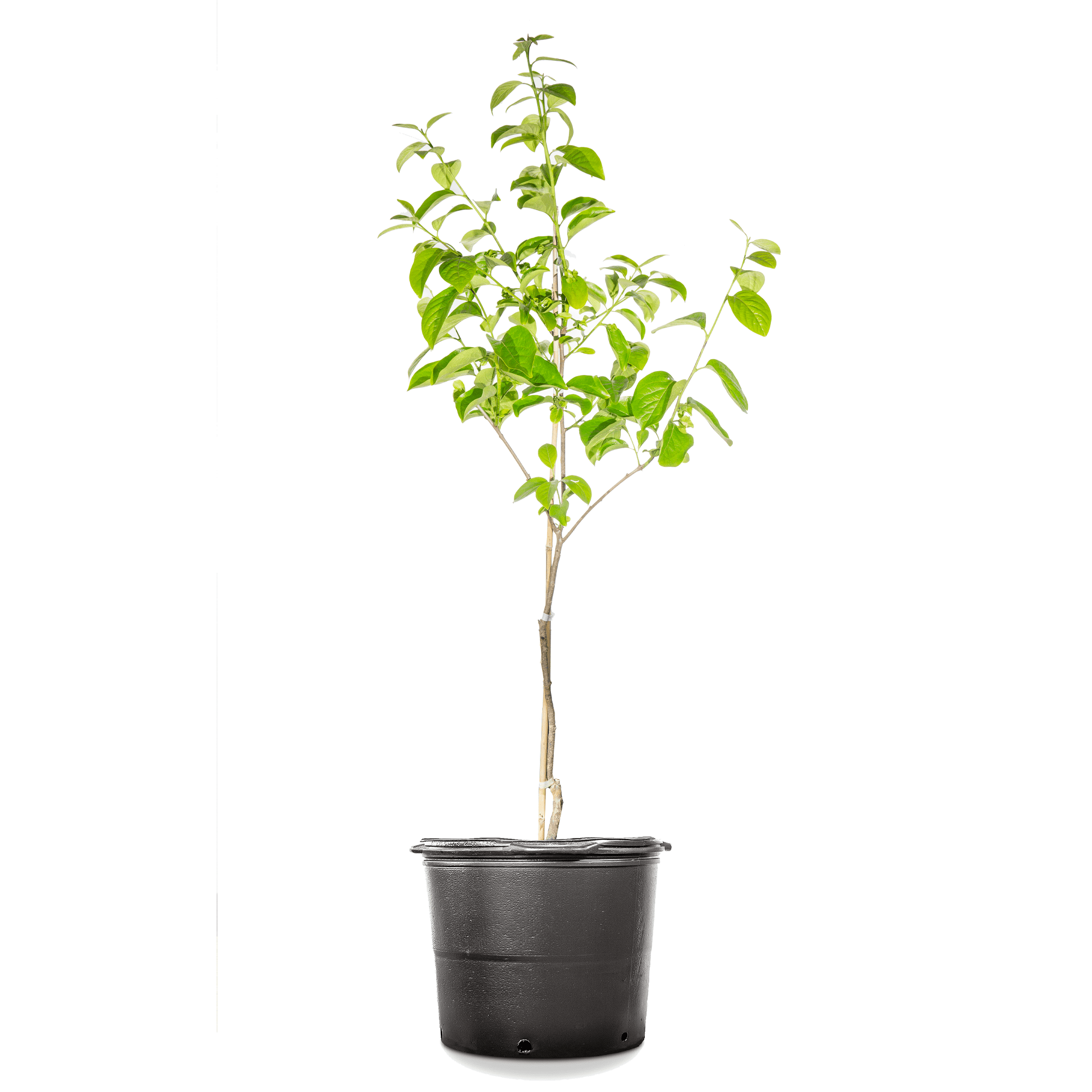 4-5ft Fuyu Persimmon - Edible Fruit - Heat Tolerant - Walmart.com