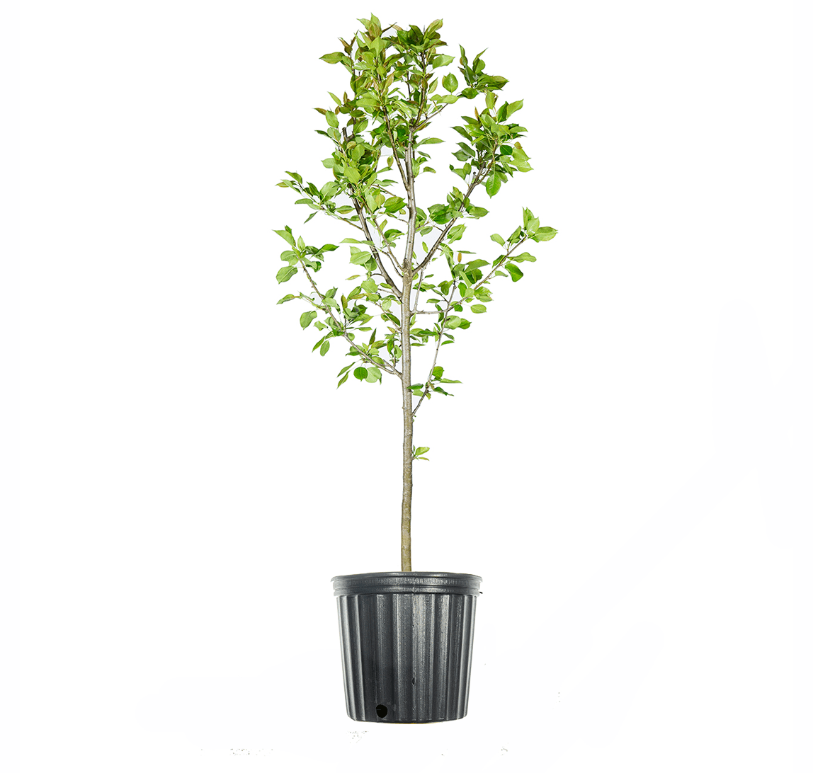 4-5ft Orient Pear Tree - Hardy Hybrid Pear - Attractive White Flowers ...