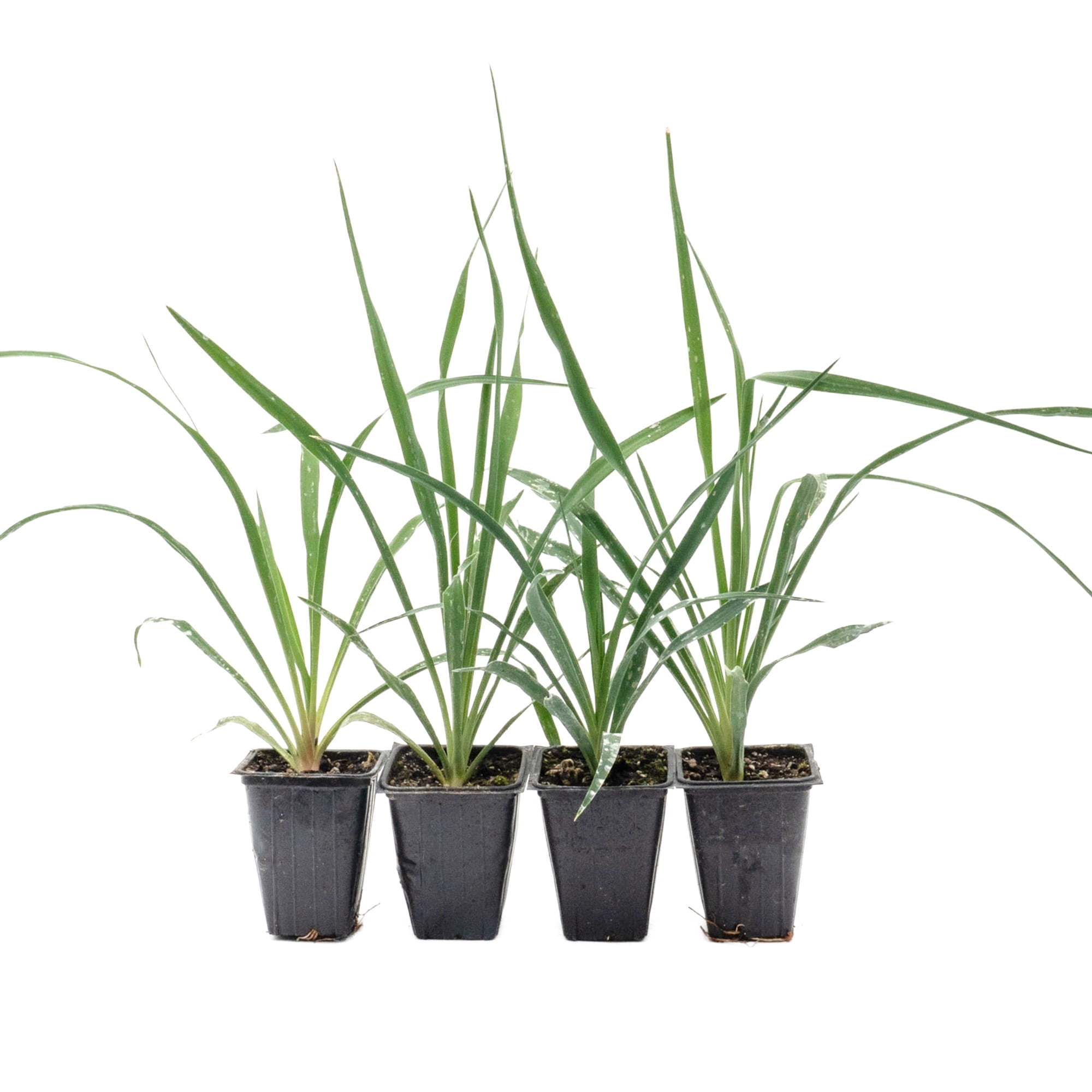 4 Adam’s Needle Yucca in 3.5" Nursery Cubes | Yucca filamentosa | Hardy ...