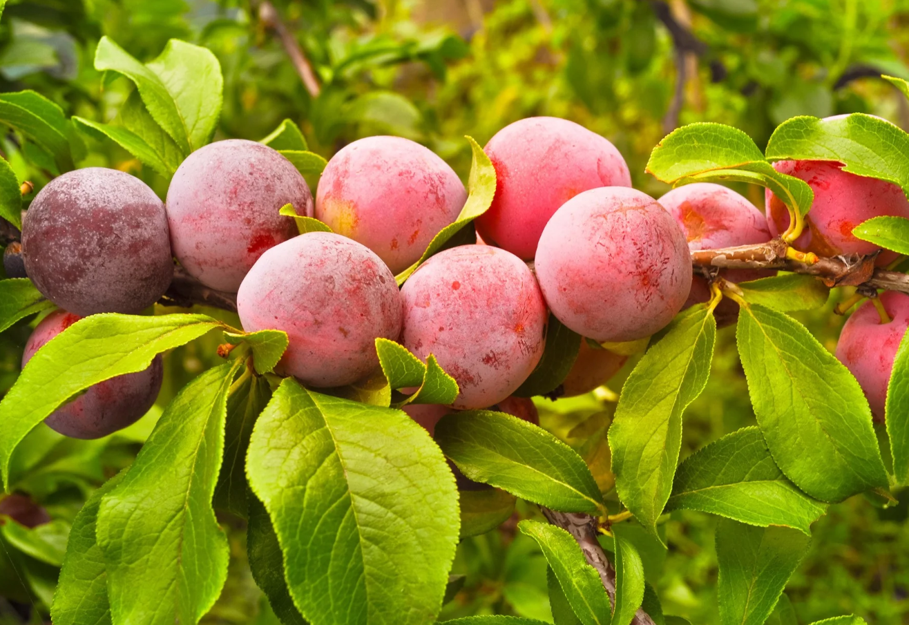 4 American Plum Fruit Trees Live Plants, Bare Root 2–3 Ft Tall, White ...
