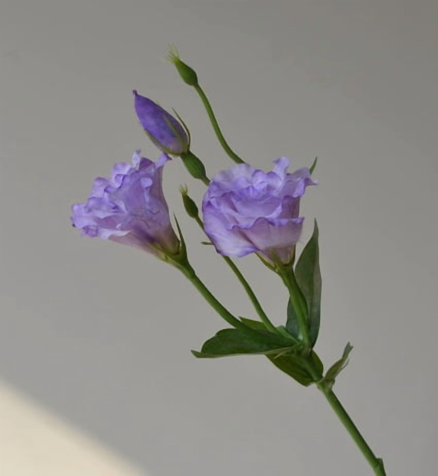 4 Artificial Lisianthus Stems - Realistic Flower Bouquet for Home Decor ...