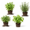 4 Assorted Herbs Plants, Mixed Herb Plants, Basil, Rosemary, Mint ...