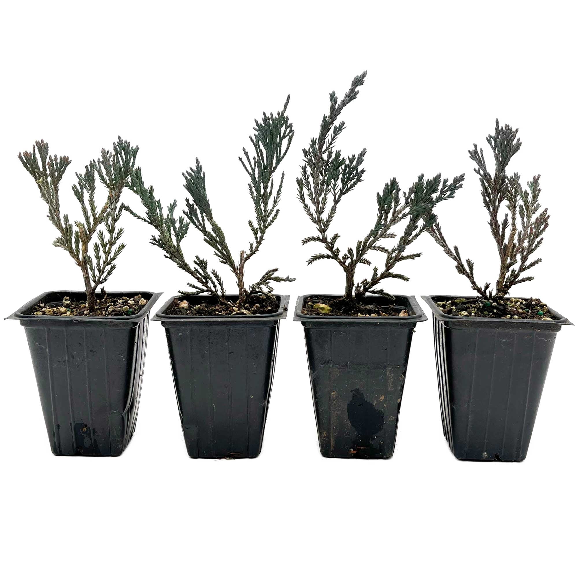 4 Bar Harbor Juniper – Low-Growing Evergreen Conifer Groundcover Shrub ...