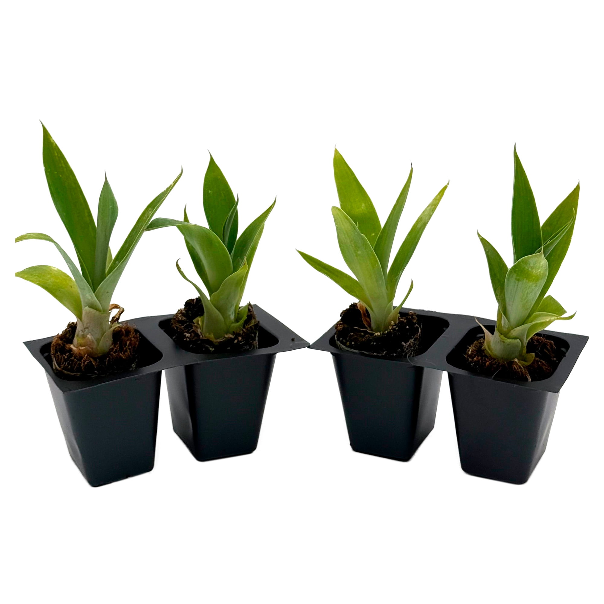 4 Blue Fox Tail Agave – Live Plants in 2.5" Nursery Cubes | Drought ...