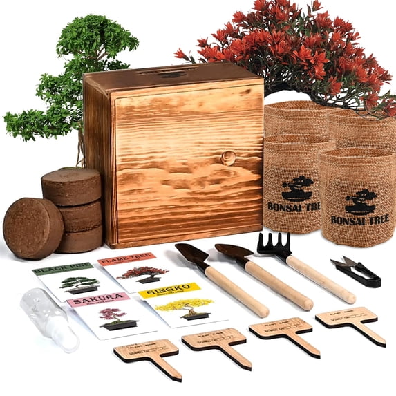 4 Bonsai Tree Seeds with Complete Growing Kit & Wooden Planter Box ...
