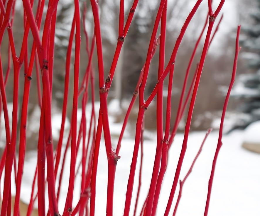 4 Bright Red Dogwood Bush Cuttings to Grow -Stunning Color, Grow to 6 ...