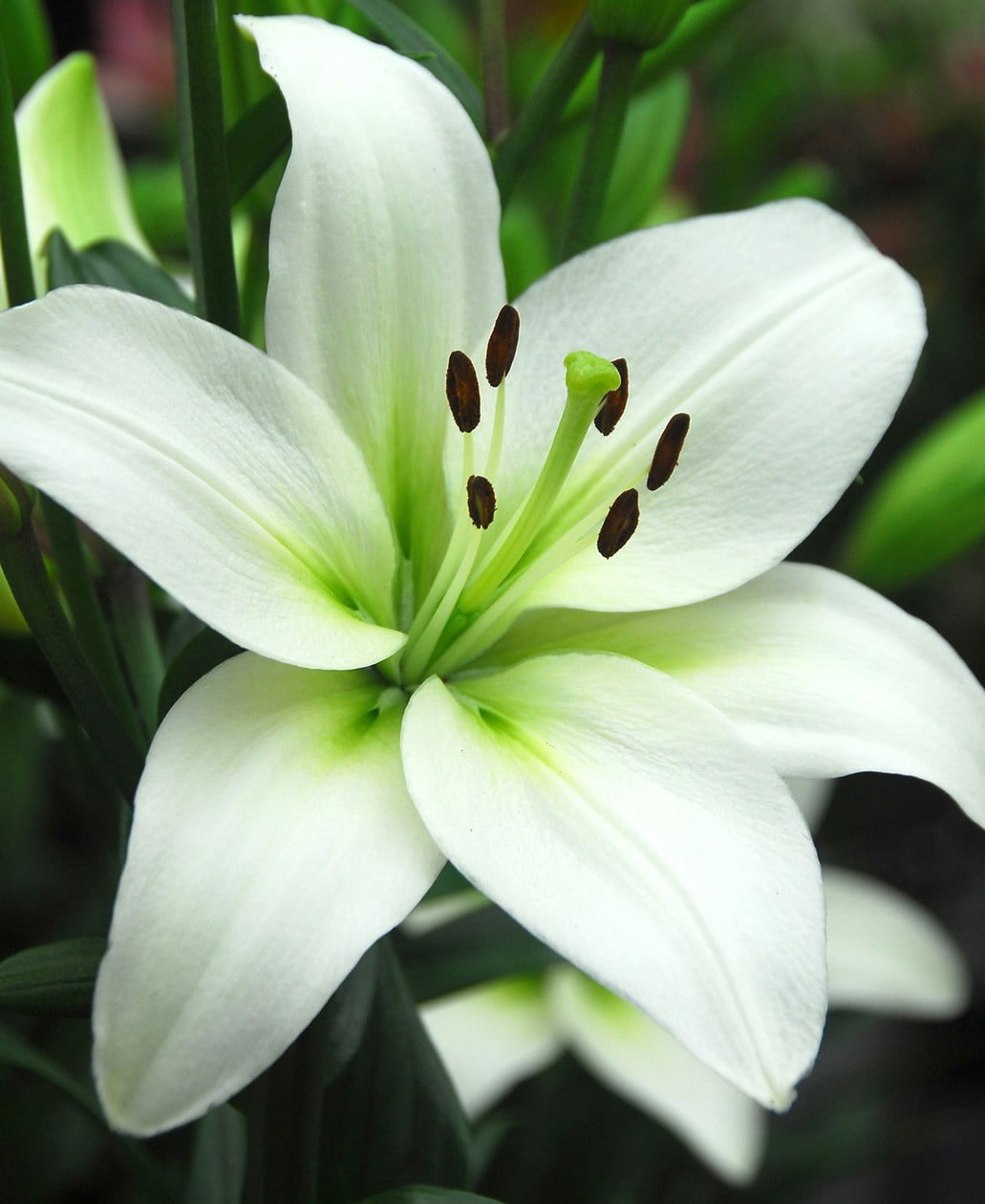 4 Bulbs Garden Bulb Oriental Lily Flower Bulbs Orientals are the most ...