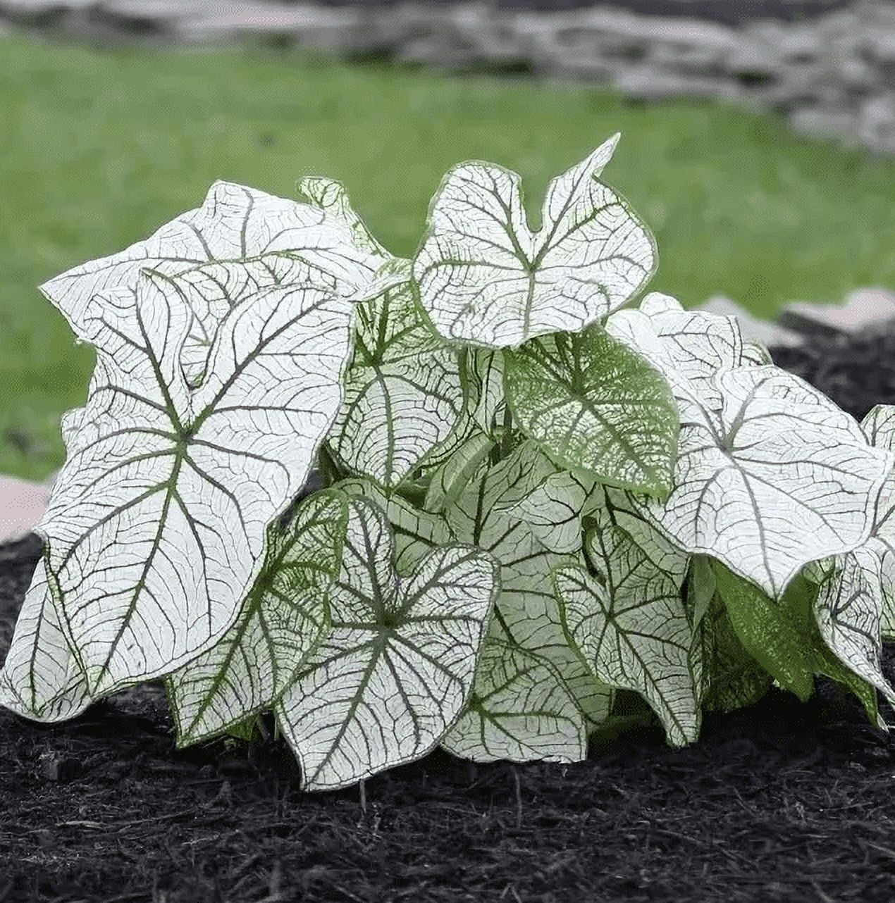 4 Candidum Jr Caladium Bulbs for Planting, White Fancy Leaf Caladiums ...