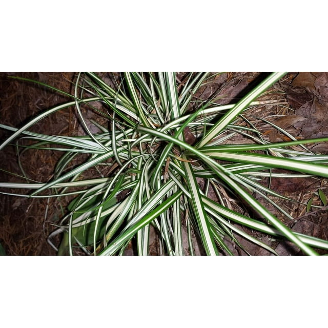 4 Carex Evergold Plants Japanese Sedge Ornamental Grass For Shade