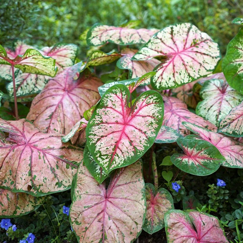 4 Cherry Blossom Caladium Bulbs for Planting, Bicolor Fancy Leaf ...