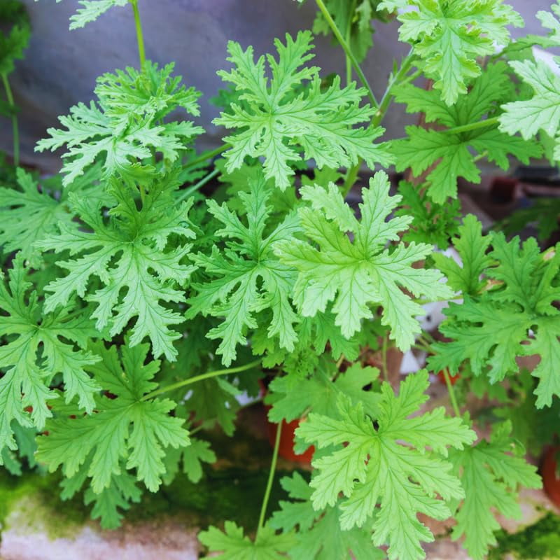 4 Citronella Plants Live, 4 to 6 Inches Long, Live Citronella Plant ...