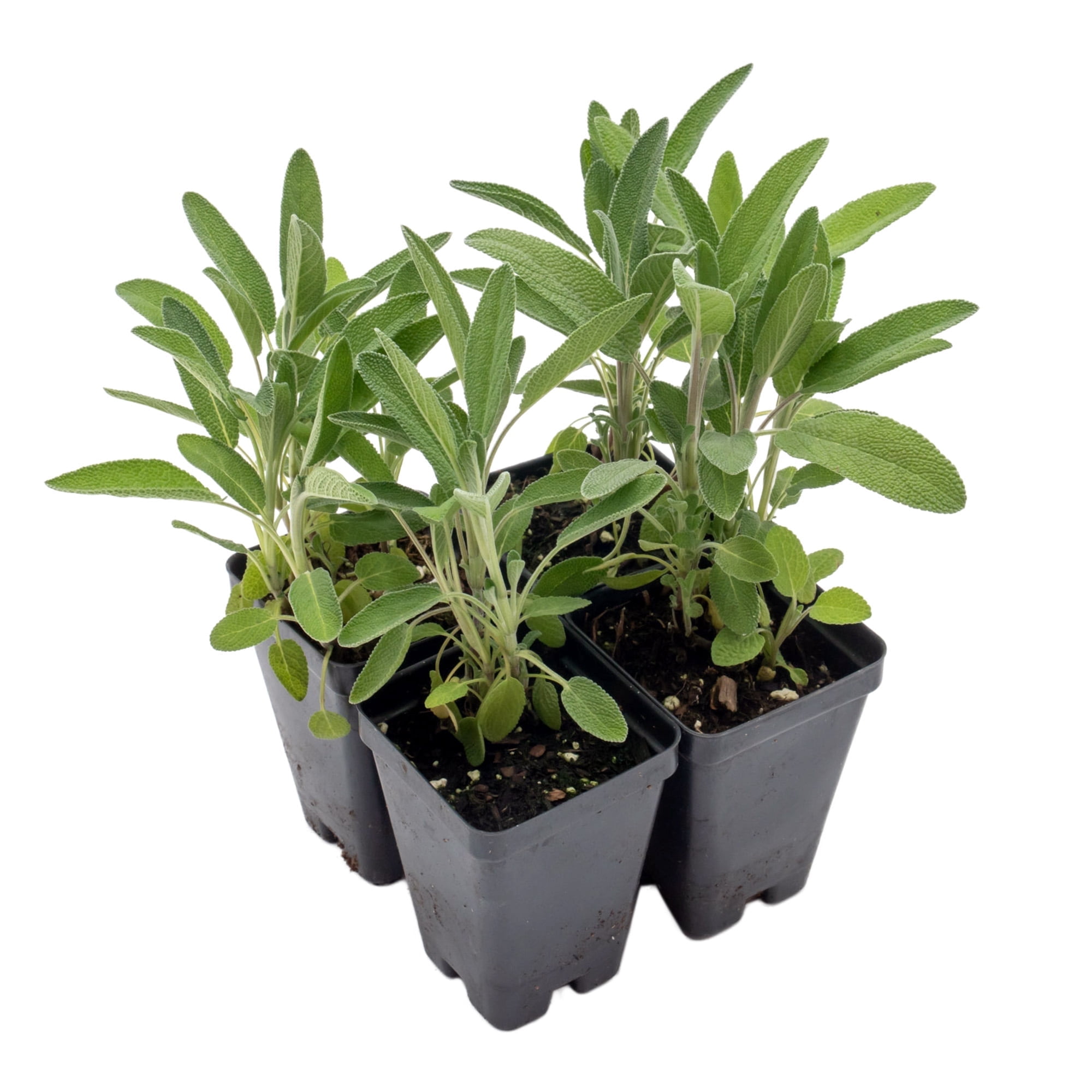 4 Common Sage Live Plants in 2.5-inch Nursery Cubes | Salvia ...