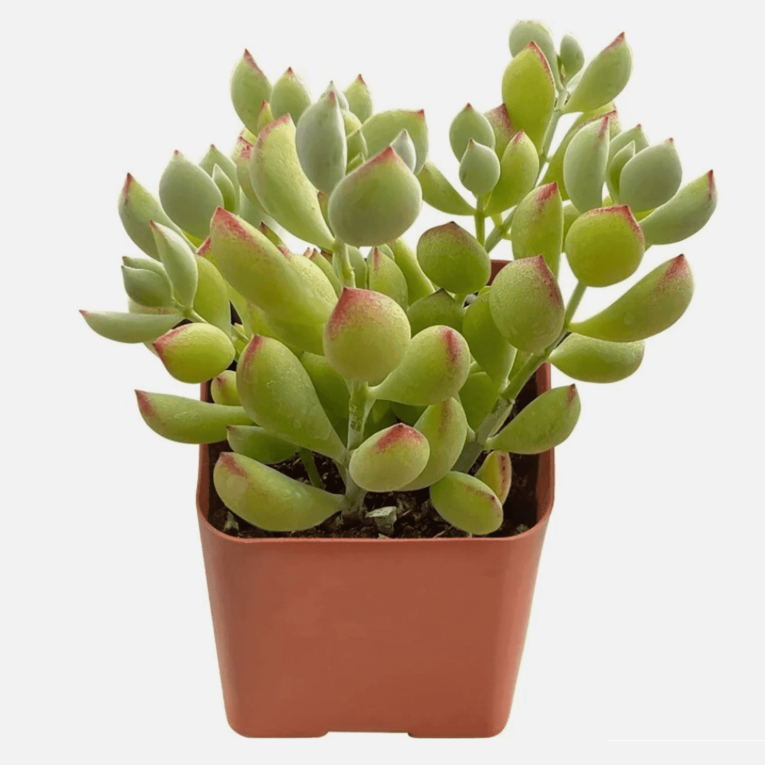 Mountain Rose Succulent Live Plant 1 Cotyledon Pendens Succulent Plant ...