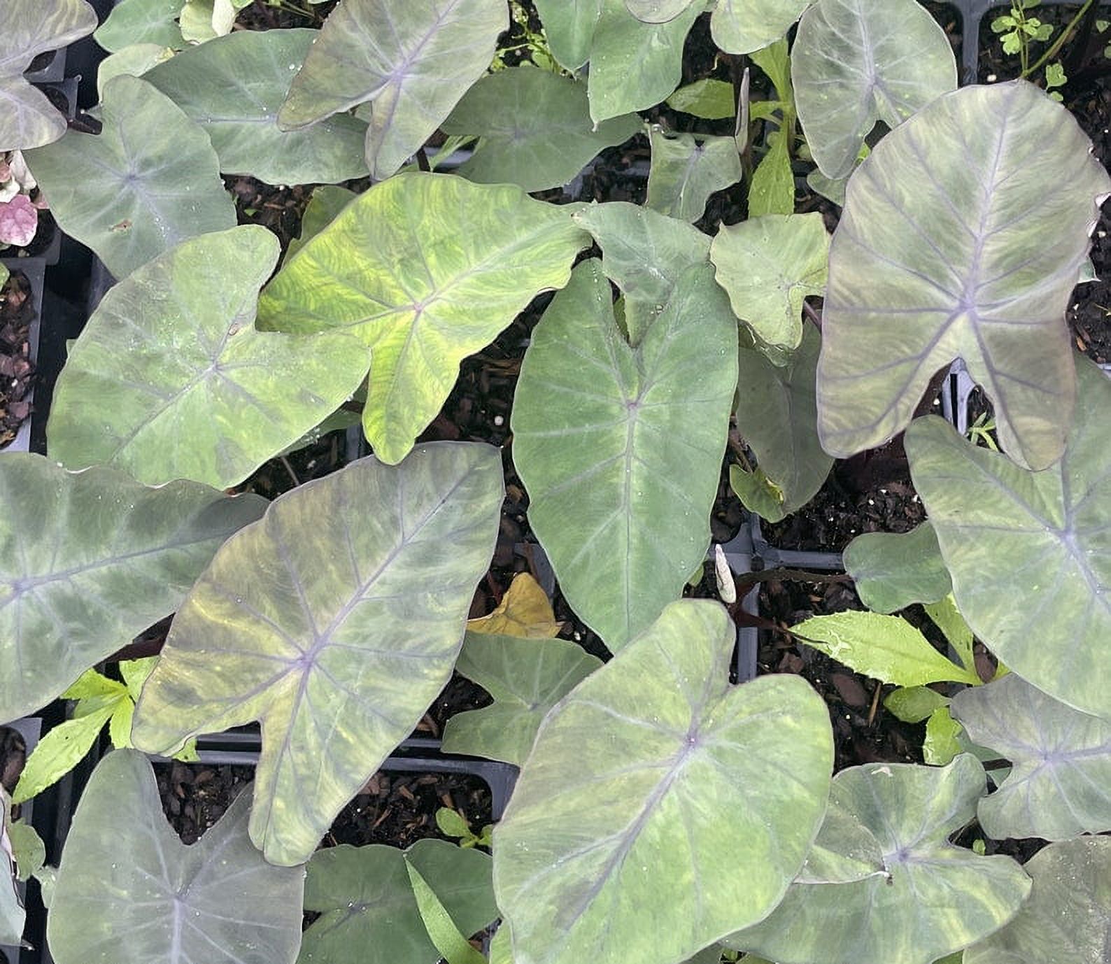 4 Dark Leaf Elephant Ears - in 4 inch Containers - Walmart.com