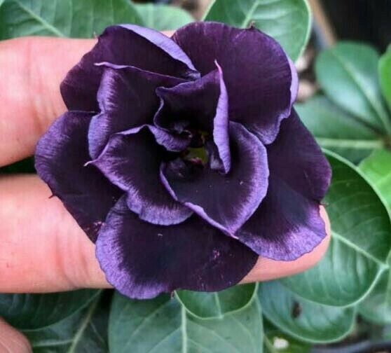 4 Dark Purple Desert Rose Seeds - Walmart.com