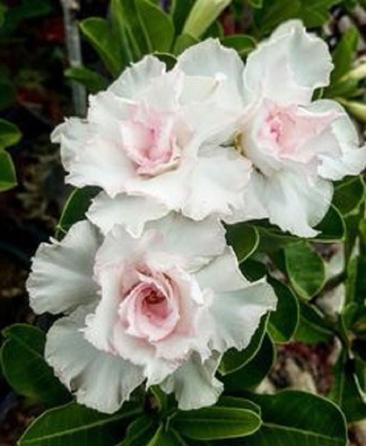 Toadstool Seeds 4 Double White Desert Rose Seeds, Exotic Adenium Obesum ...